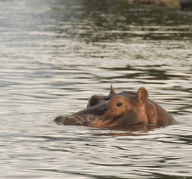 Top 5 Whitewater Rafting Adventures in Africa